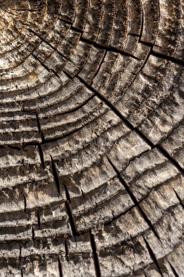 Texture of tree stump stock photo. Image of artistic - 204493696