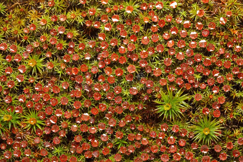Red moss background stock image. Image of outdoor, droplet - 110194127