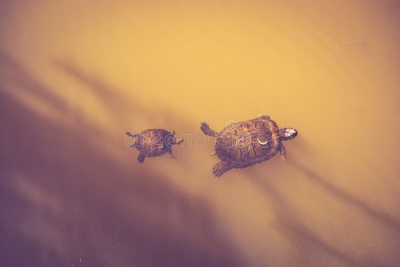 Macro Top View Shot of Adorable Tiny Turtles Stock Image - Image of ...