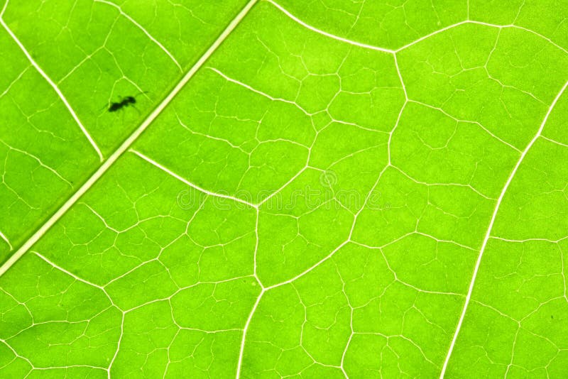 Macro Translucent Green Leaf Background Stock Photo - Image of life ...