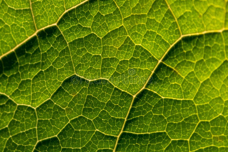 Macro of a Translucent Green Leaf with Leaf Structures and Detailed ...