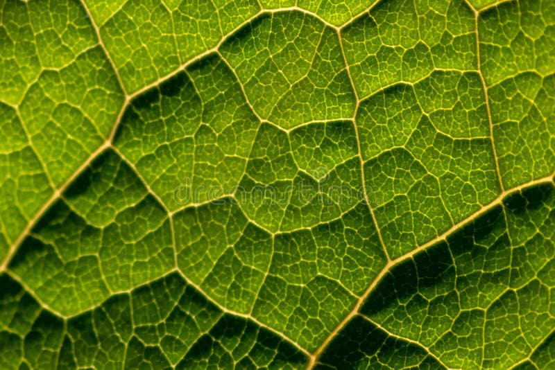 Macro of a Translucent Green Leaf with Leaf Structures and Detailed ...