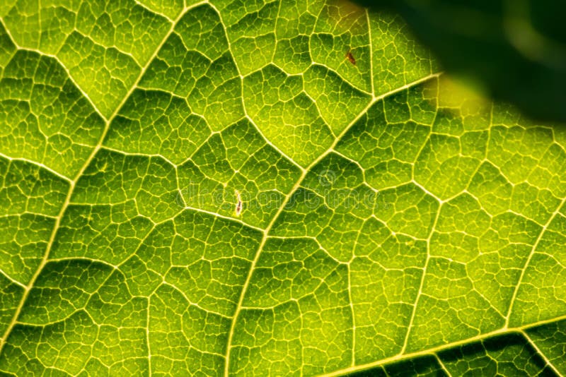 Macro of a Translucent Green Leaf with Leaf Structures and Detailed ...