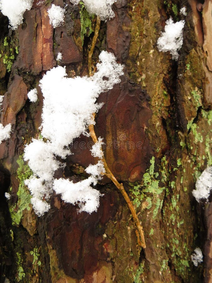 Macro tree bark with ice stock photo. Image of bark - 109278282