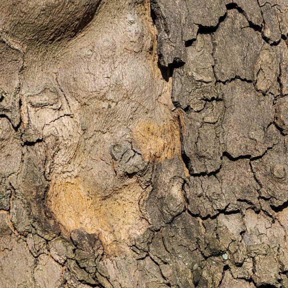Macro of Tree Bark with Smooth and Cracked Texture Transition in ...