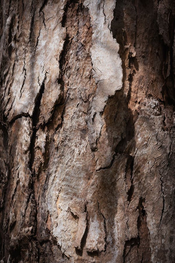 Macro of Tree Bark Texture with Shadows Stock Image - Image of macro ...