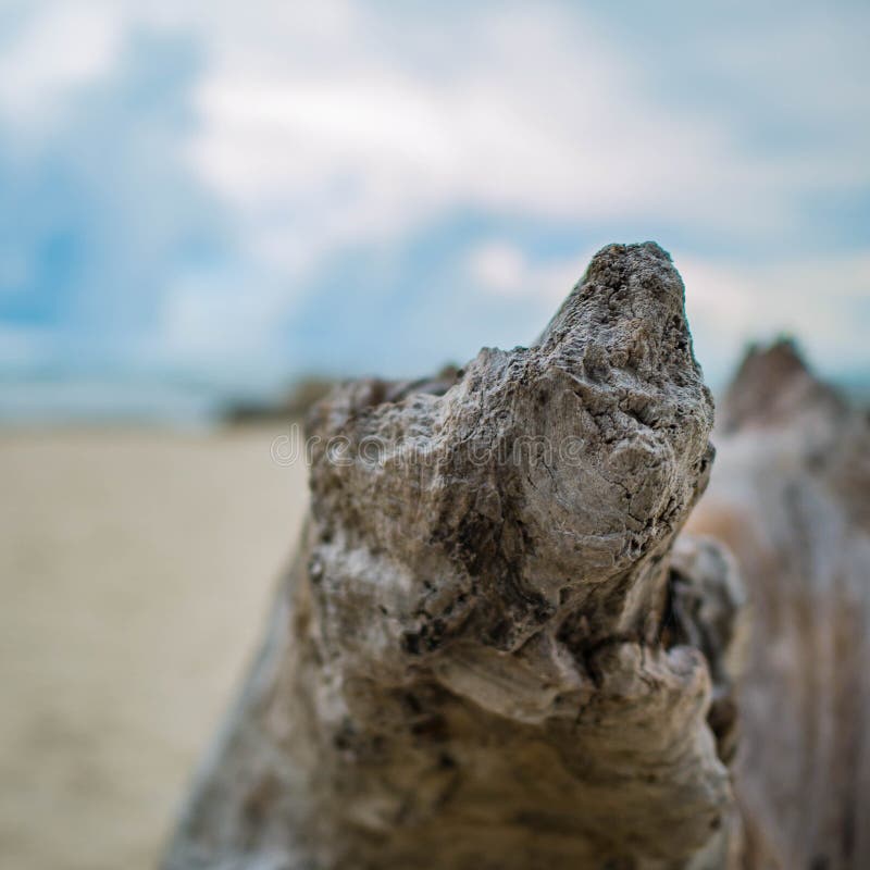 Macro Tree on the beach stock photo. Image of nature - 123196776