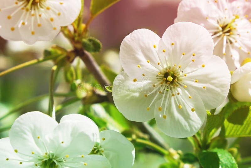 Beautiful Flower on the Branch Stock Image - Image of live, garden ...