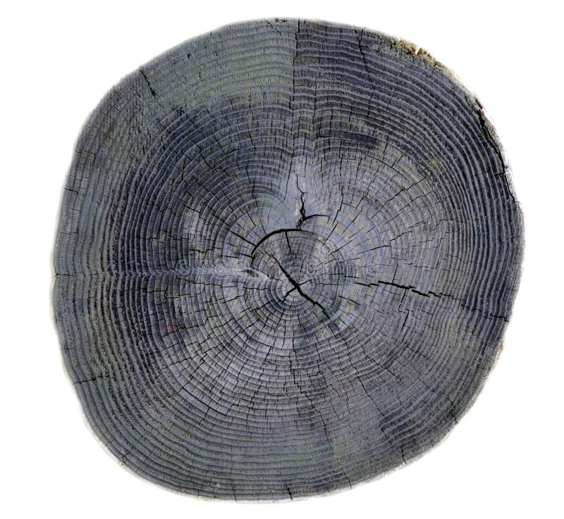 Macro of Tree Cross Section Background Stock Photo - Image of textured ...