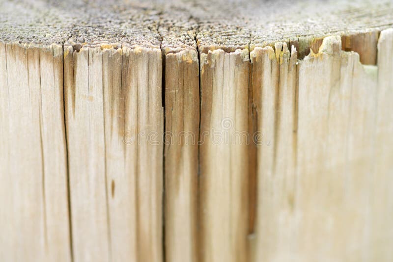 Macro of Tree Cross Section Background Stock Photo - Image of closeup ...