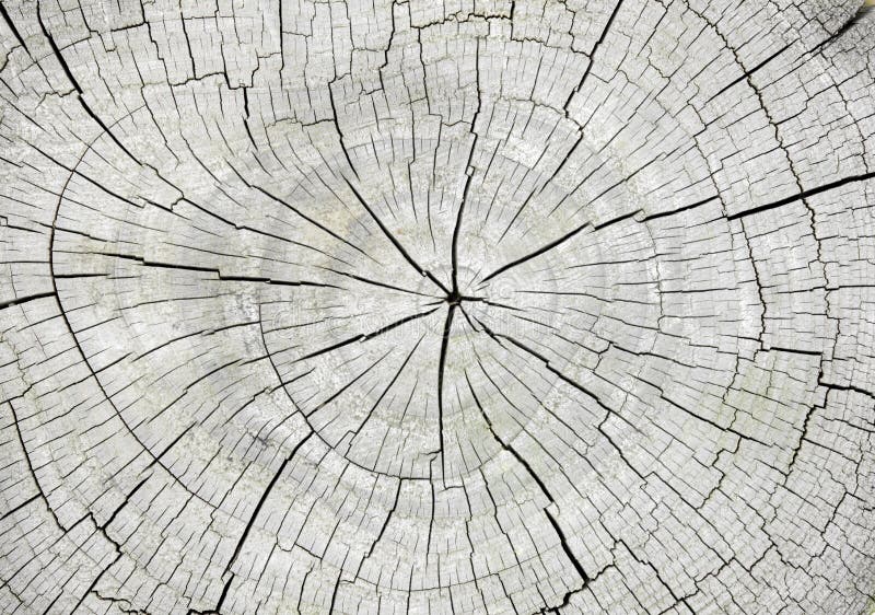 Macro of Tree Cross Section Background Stock Image - Image of nature ...