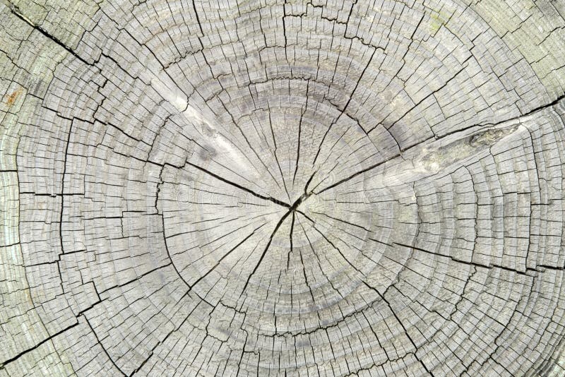 Macro of Tree Cross Section Background Stock Photo - Image of color ...