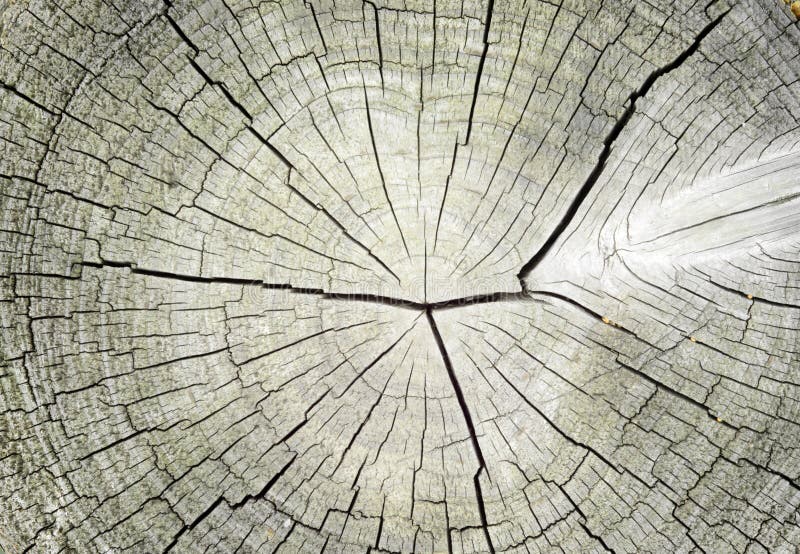 Macro of Tree Cross Section Background Stock Photo - Image of frame ...