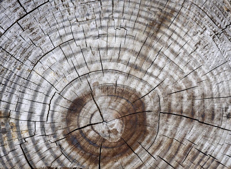 Macro of Tree Cross Section Background Stock Image - Image of plant ...