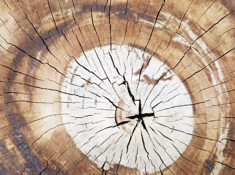 Macro of Tree Cross Section Background Stock Image - Image of ring ...