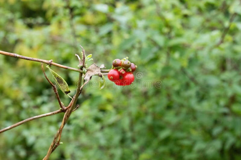 Macro of Tree Fruit in the Forest Stock Image - Image of green, spring ...