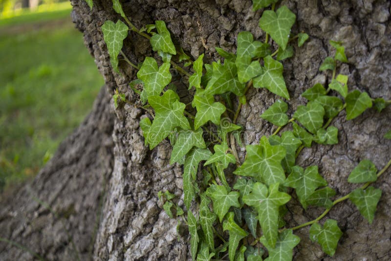 Macro Tree Photo in the Amsterdam City Stock Image - Image of macro ...