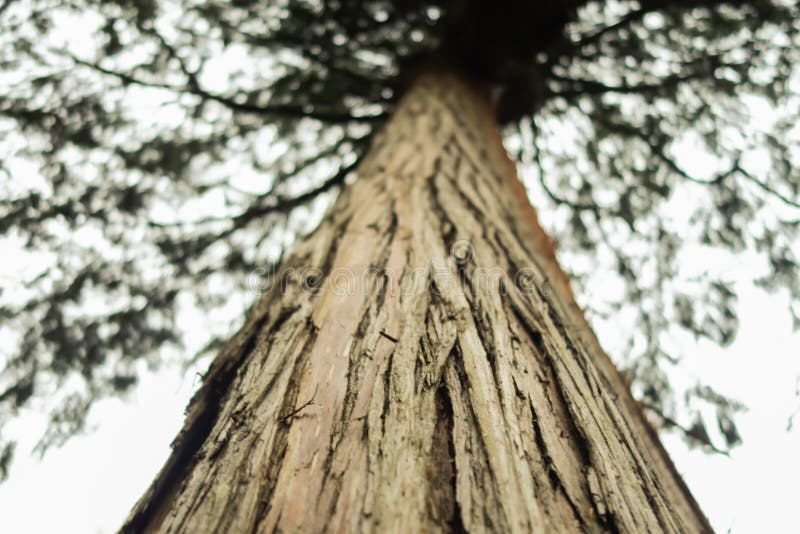Macro Tree stock photo. Image of pink, view, clear, christmas - 48375160