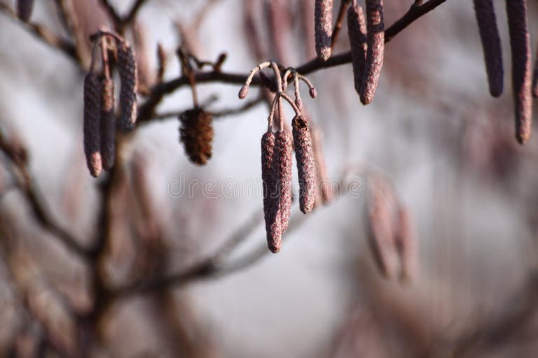 Macro trees stock image. Image of plants, trees, beautiful - 137315973