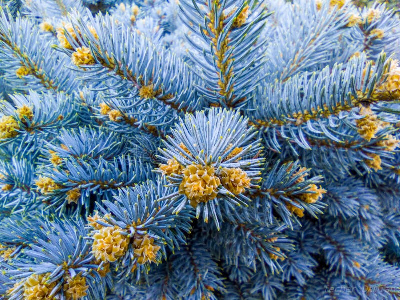 Macro Trees Photography Nice Colour and Great View. Stock Image - Image ...