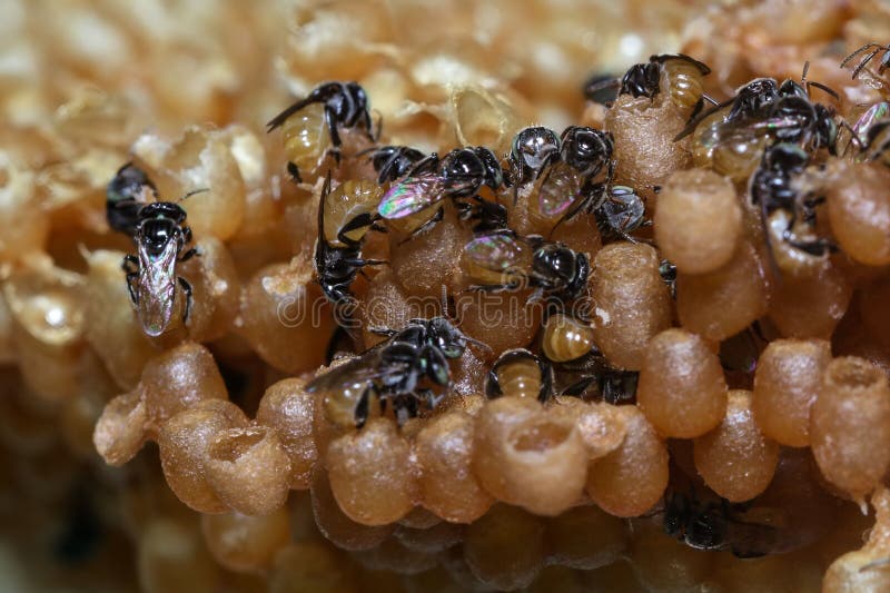 Macro of a Trigona Stingless Bees Hive Stock Photo - Image of yellow ...