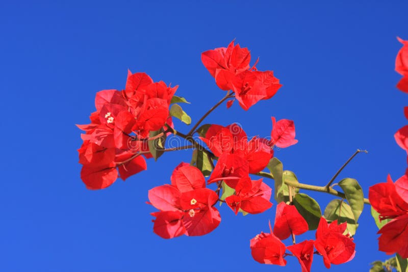 Macro tropical de la flor imagen de archivo. Imagen de verano - 4282003