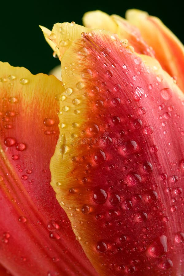 Orange Flower Macro Water Drops Stock Image - Image of drops, beautiful ...