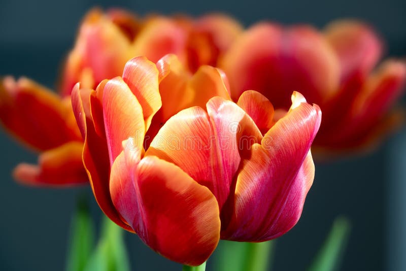 Macro of tulips flower stock photo. Image of nature - 187494848