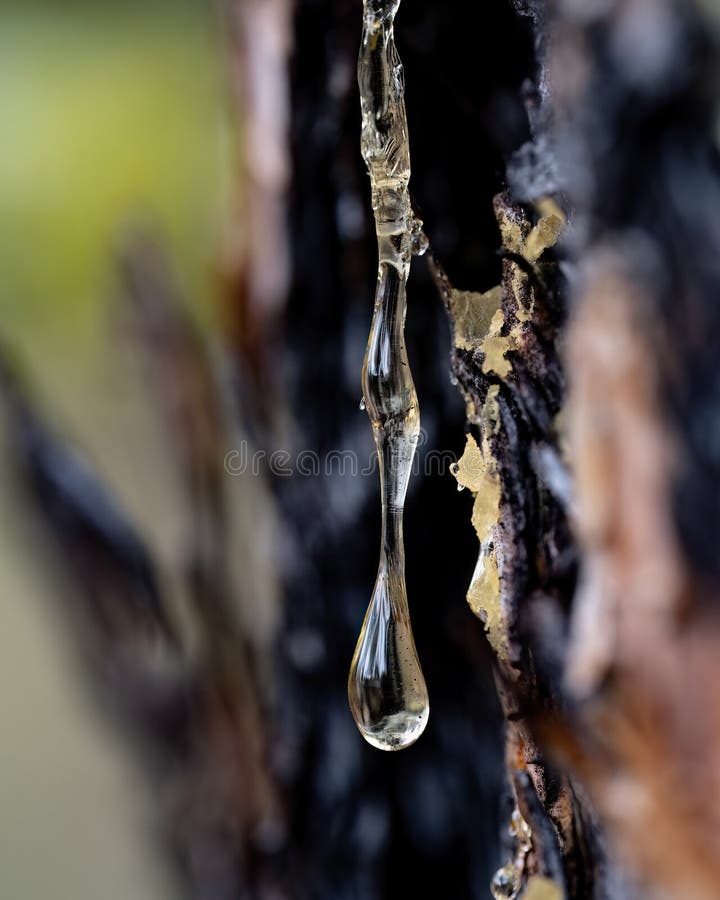 Macro of Twisting Amber Drop of Pine Tree Sap Stock Photo - Image of ...