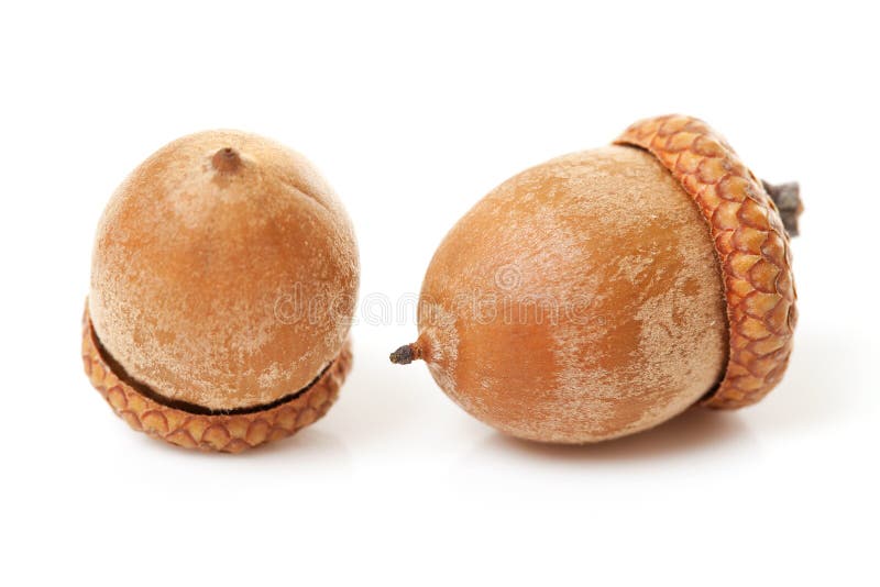Acorns stock photo. Image of isolated, colored, brown - 16028818
