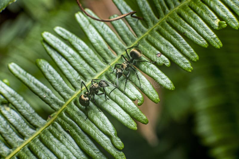 Macro of Two Ants Facing Each Other on a Fern Leaf Stock Photo - Image ...
