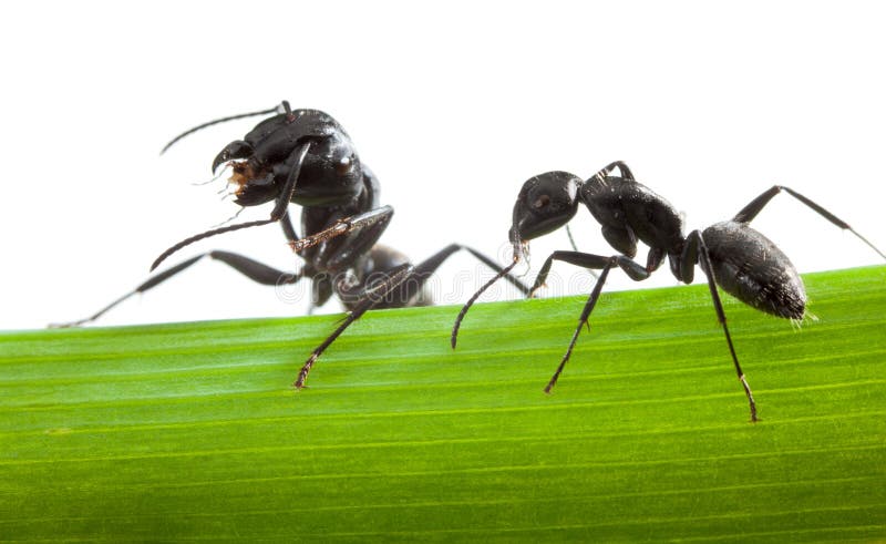 Macro of Two Ants on Grass Blade Stock Photo - Image of antenna ...