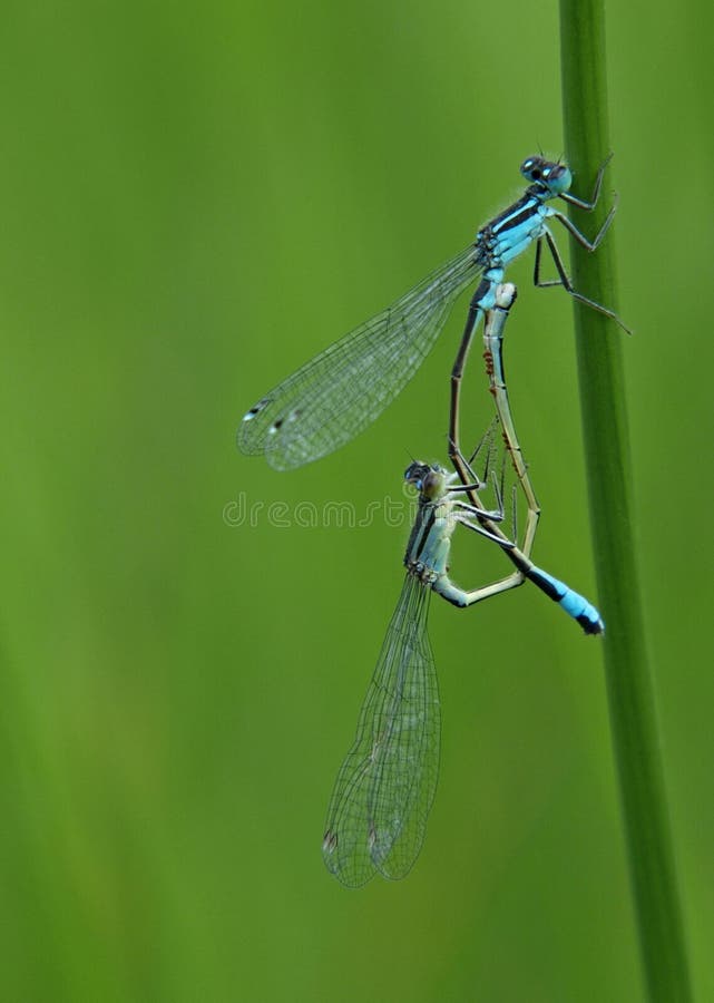 Macro of Two Damselfly Dragonflies Making Love Stock Image - Image of ...