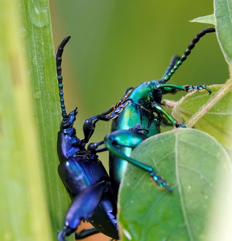 Macro of Two Iridescent Insects Breeding on a Green Leaf Stock Photo ...