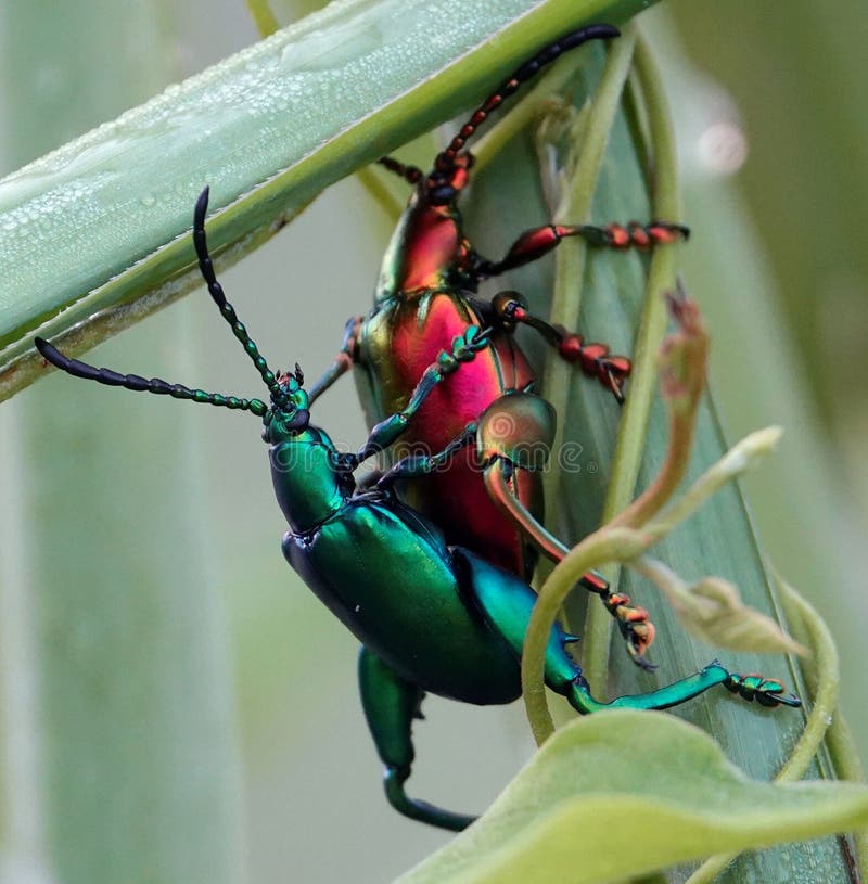 Macro Two Iridescent Insects Breeding Green Leaf Stock Photos - Free ...