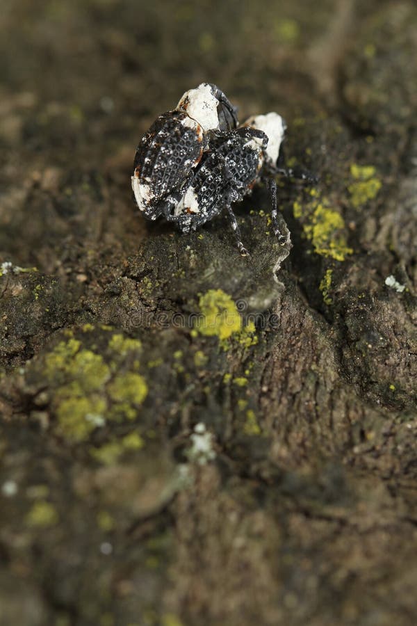 Macro of Two Little Black Bugs on Tree Stock Image - Image of gentle ...