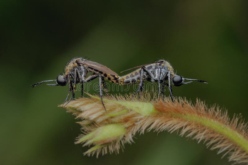 Macro Two Insect on Plant Stem in Detailed Magnification Stock Photo ...