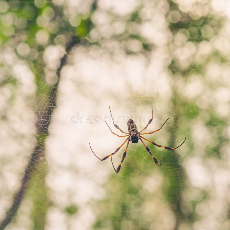 Underneath a Golden Orb Weaver Spider Hanging in a Web Stock Photo ...