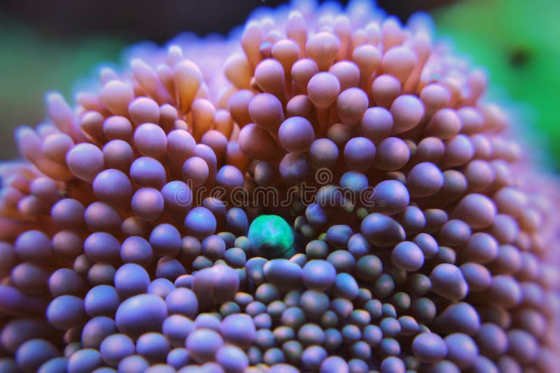 Macro Underwater Photography Stock Photo - Image of exotic, awesome ...