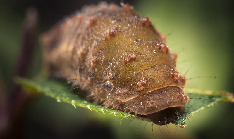 Macro of unknown worm. stock photo. Image of nature, worm - 39940582