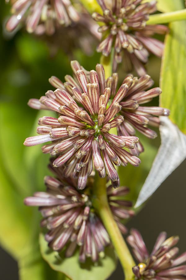 Corn Plant Flower Bud Macro Stock Photo - Image of outdoors, unopened ...