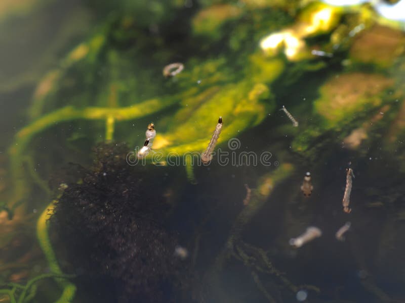 Muggenlarven stock afbeelding. Image of water, muggen - 208207083