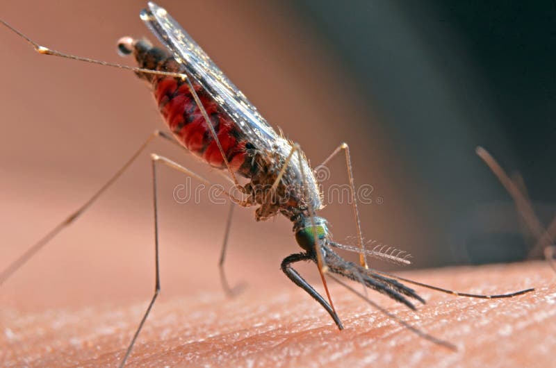 Macro Van Virulente Muggen Op Menselijke Huid Stock Afbeelding - Image ...