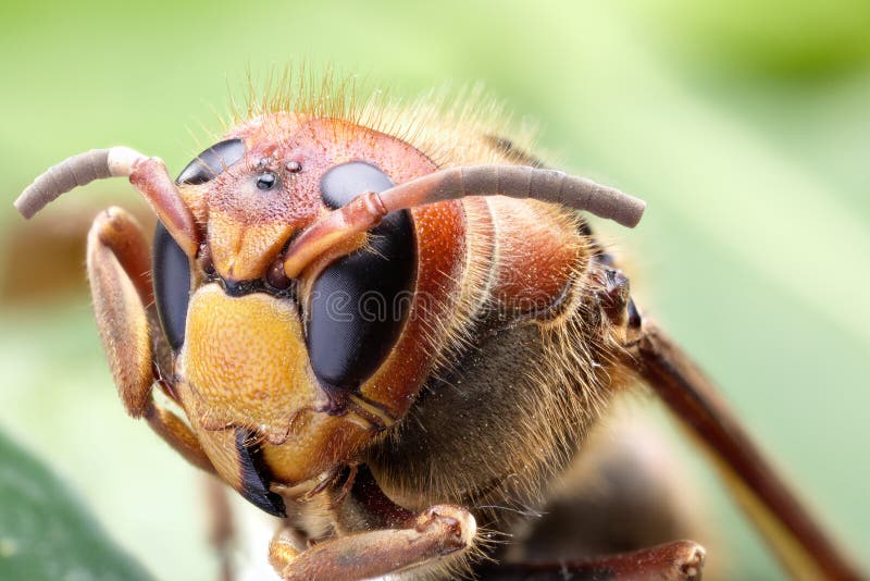 Macro Van Horzel of Geel Jasje Wordt Geschoten Dat Stock Foto - Image ...