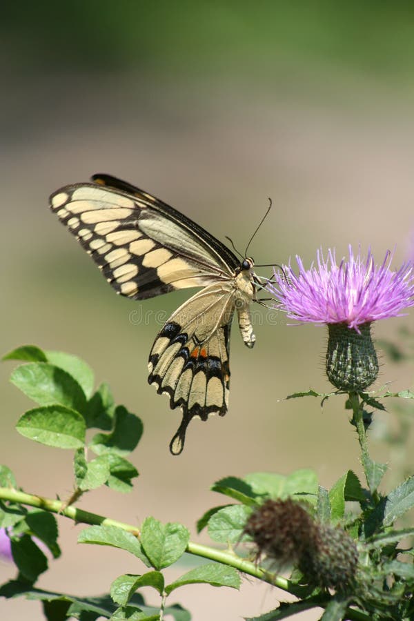 Macro Van ReuzeVlinder Swallowtail En Distel Stock Afbeelding - Image ...