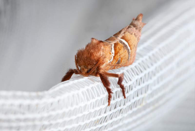 Macro van rode mot enface stock foto. Image of voelers - 20226474