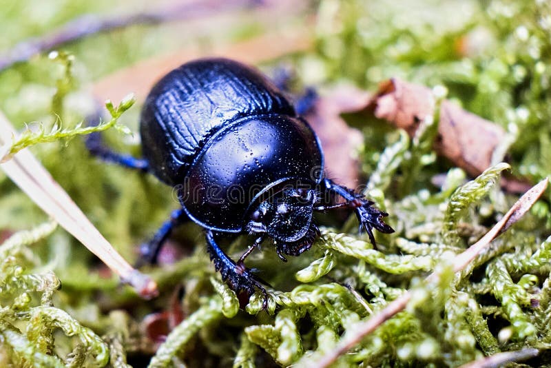 Detail Van Gras In Zwart-wit Stock Afbeelding - Afbeelding bestaande ...