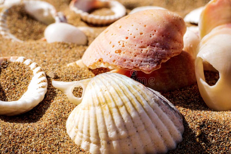 Shell Holes at Vimy Ridge. Belgium. Stock Image - Image of flanders ...