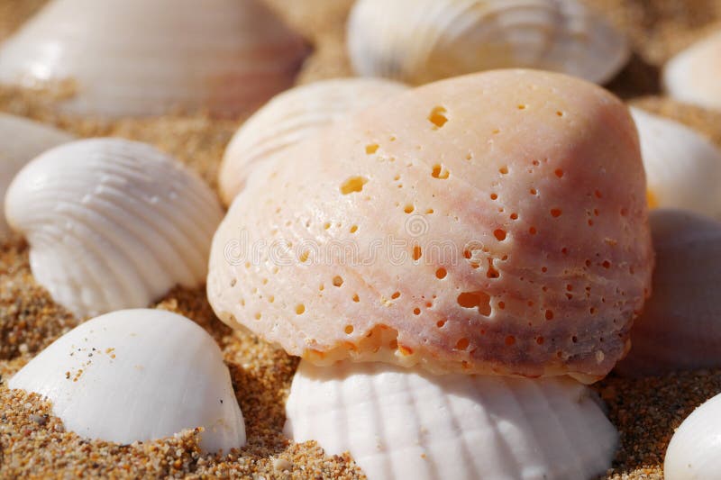 Macro of Various Sea Shells on Sand. Focus on Sea Shell with Worm-holes ...