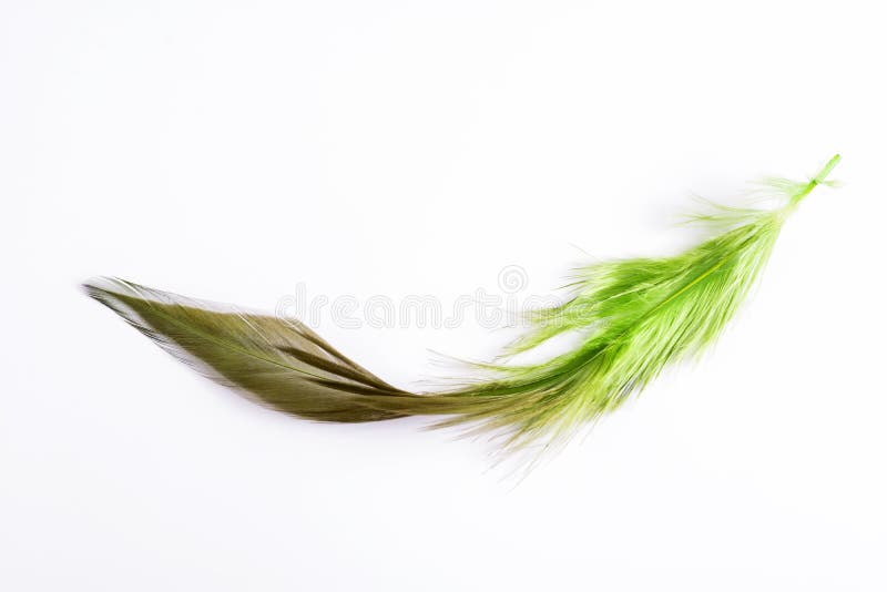Macro verde de la pluma foto de archivo. Imagen de extremo - 111289876